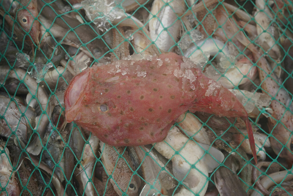 (Chaunax fimbriatus) - Marine Life Identification