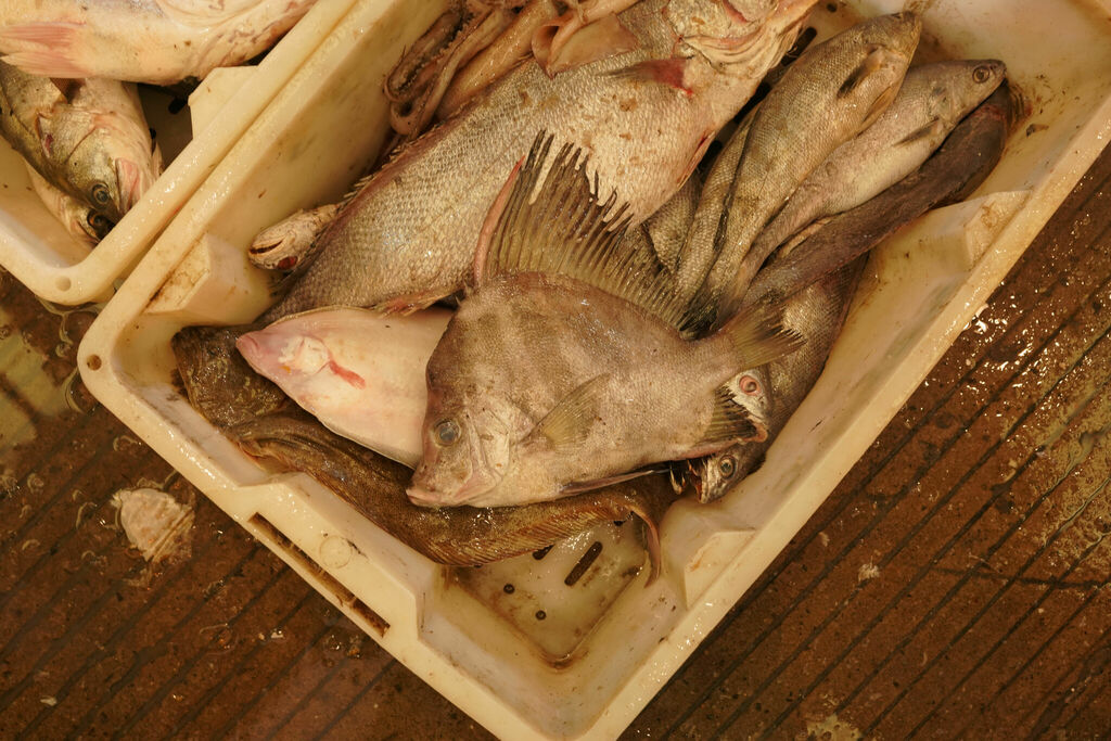 Threebar Boarfish (Histiopterus typus) - Marine Life Identification