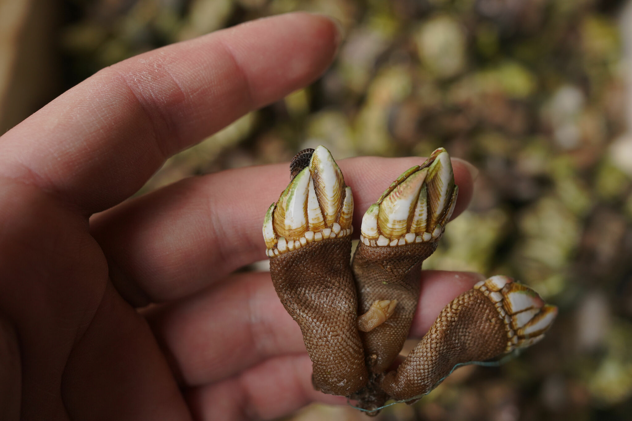 Capitulum mitella (Linnaeus, 1758)