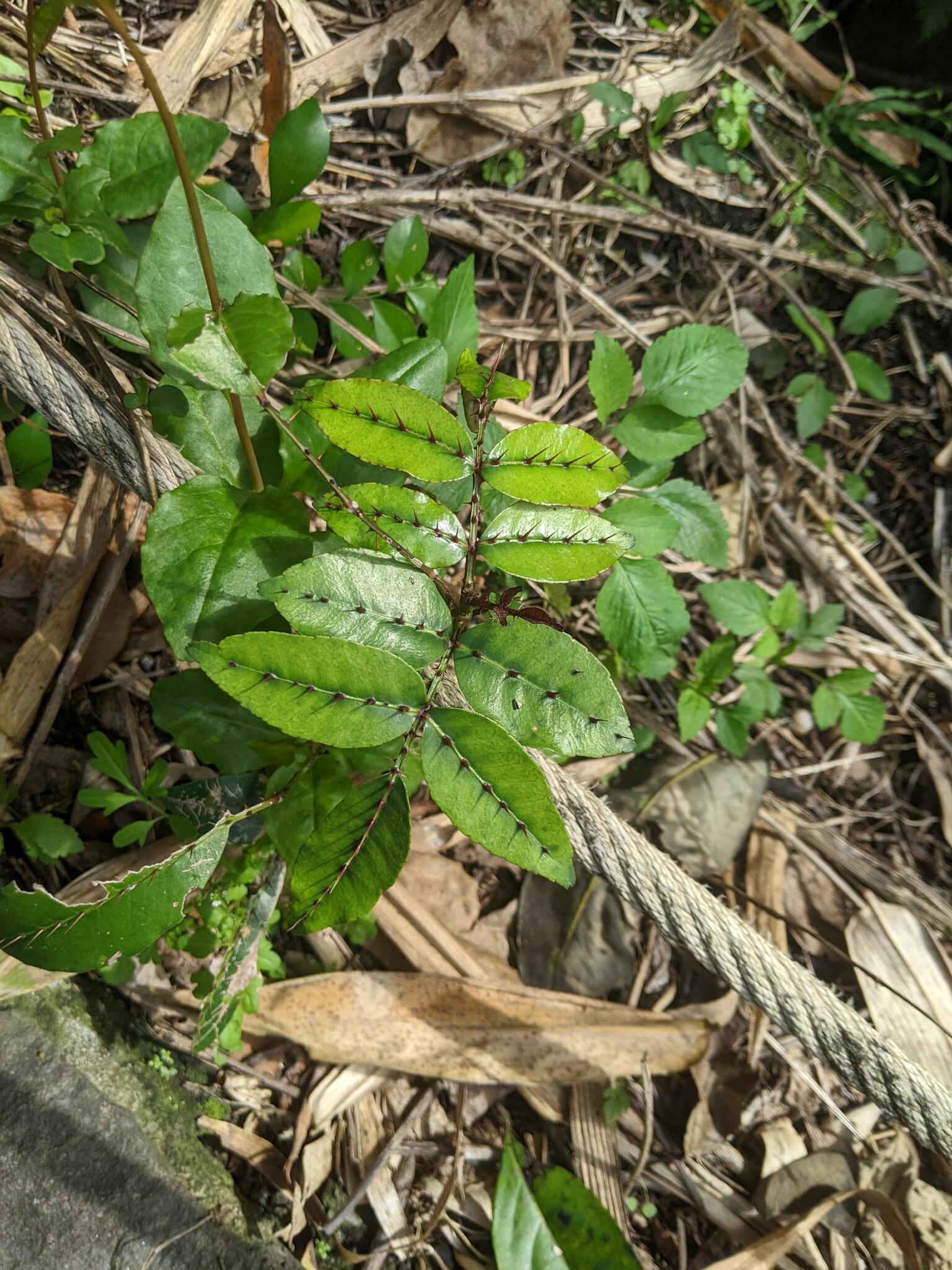 Zanthoxylum nitidum (Roxb.) DC.