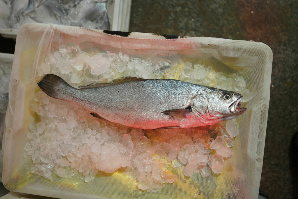 Mulloway in January 2023 by Future · iNaturalist