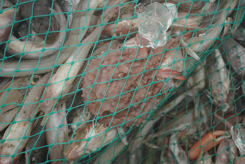 Starry Seabat from 中国浙江省台州市温岭市 on January 13, 2023 at 09:10 AM by ...