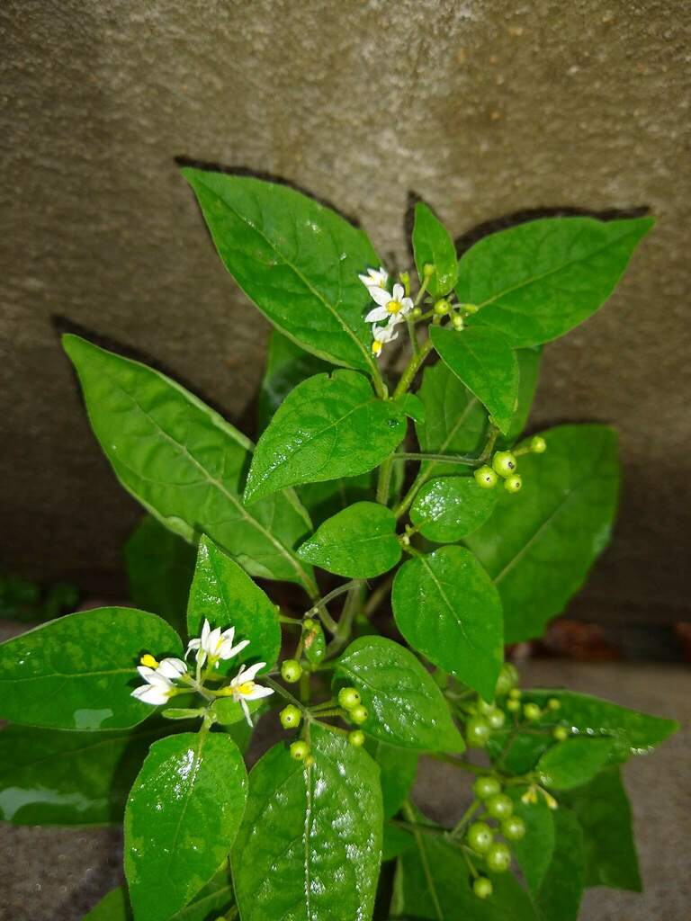 American black nightshade (Common Southern New York Plants/Trees ...