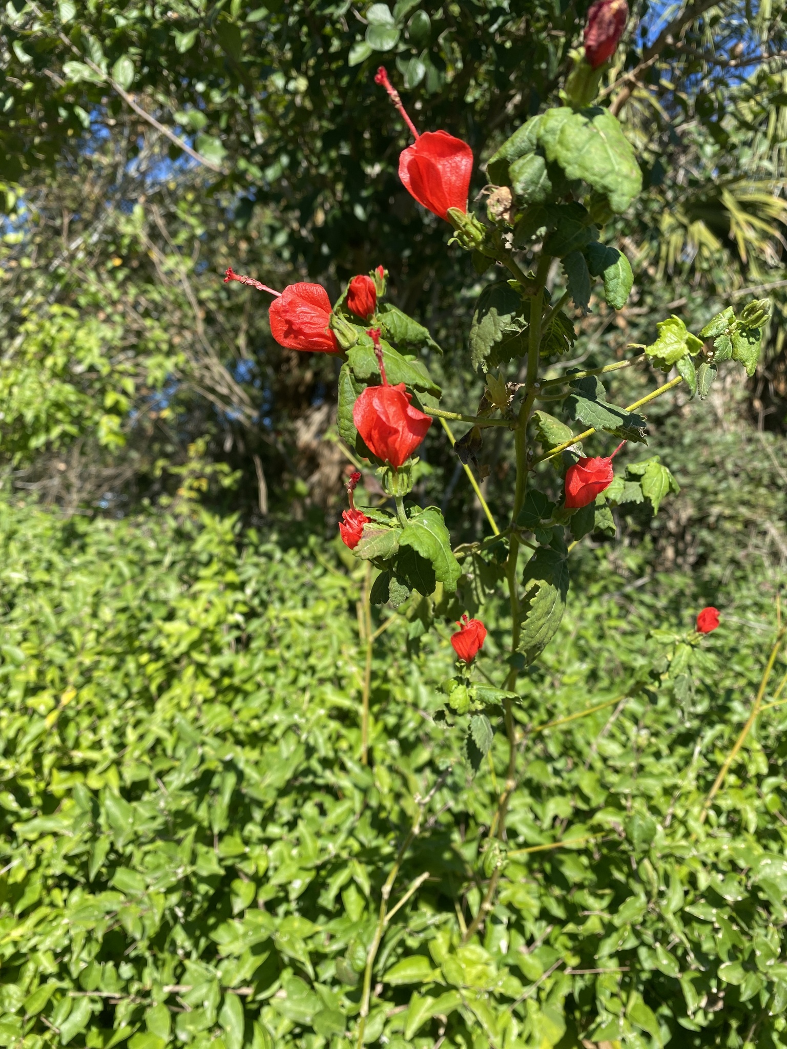 Malvaviscus arboreus Cav.