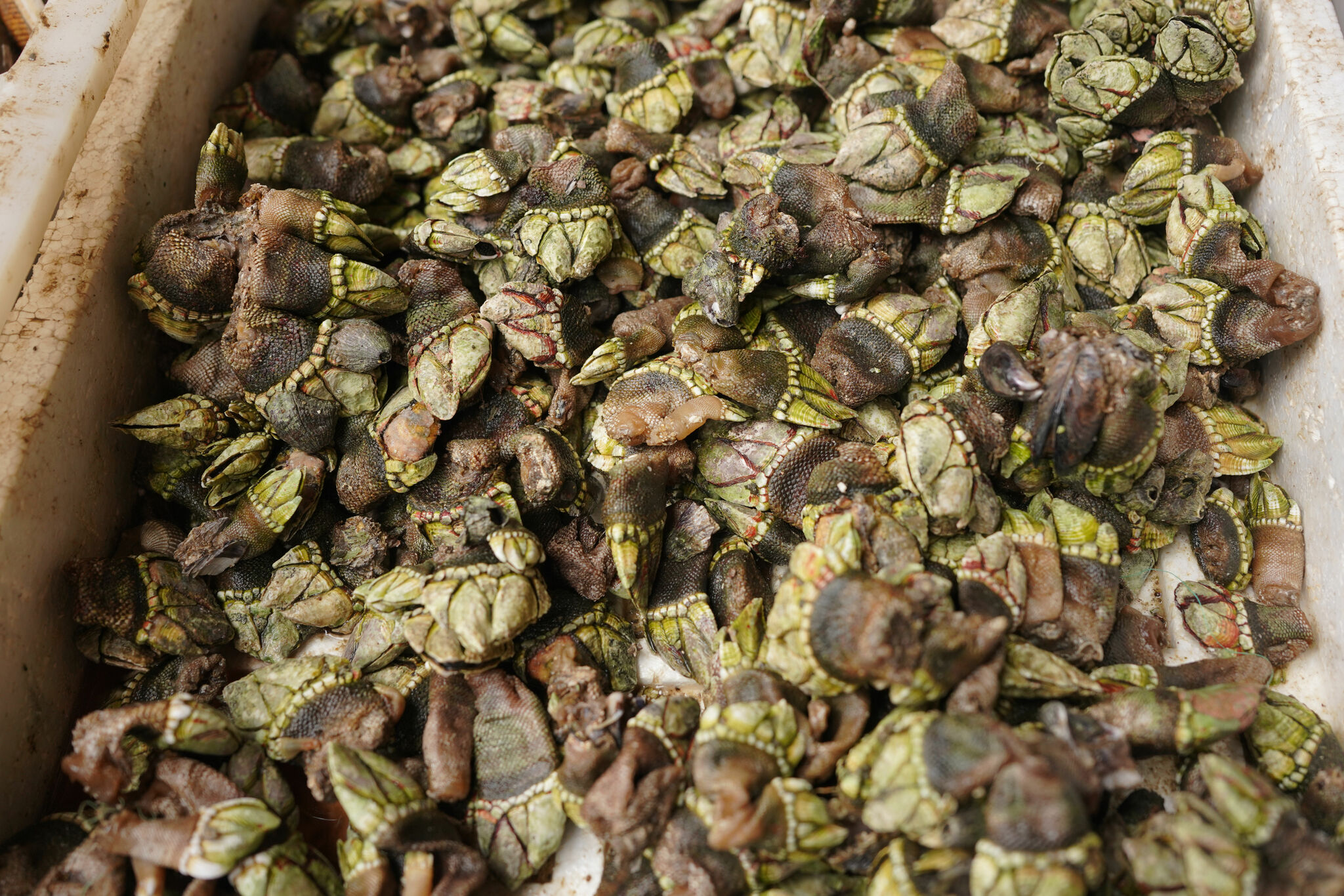 Capitulum mitella (Linnaeus, 1758)