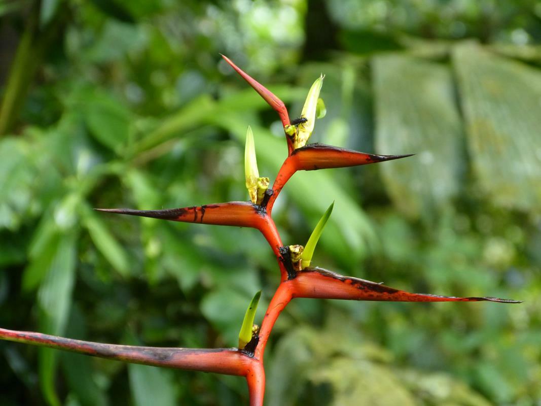 Heliconia vaginalis Benth.