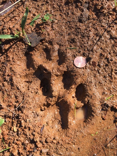 Mountain Lion Tracks – NatureTracking