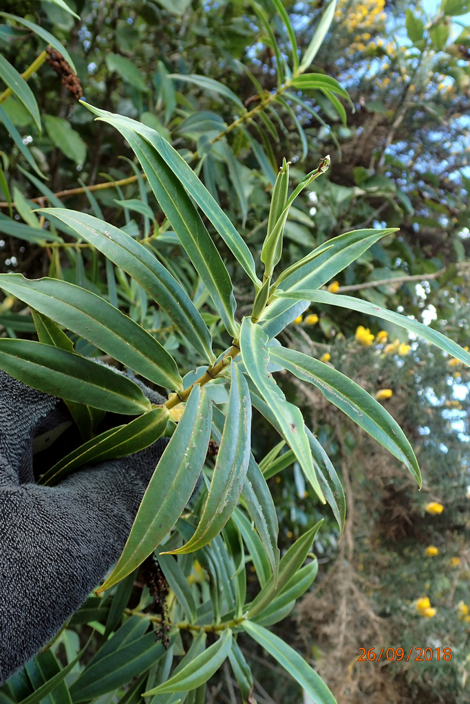 koromiko (Beginners Guide to Canterbury Flora) · iNaturalist