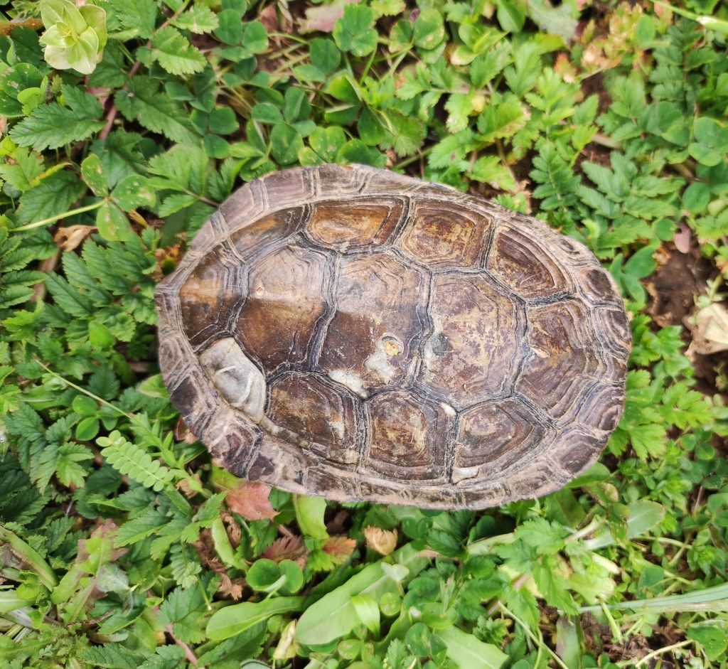 Mediterranean Turtle from 7230, Portugal on February 11, 2023 at 11:45 ...
