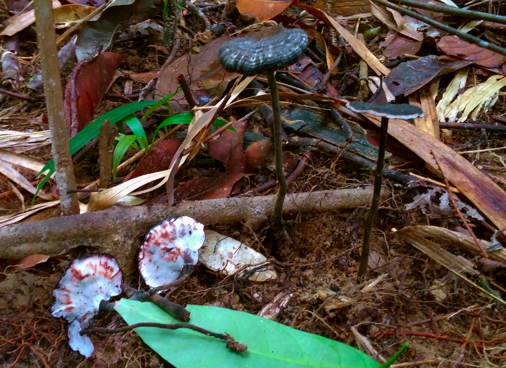 Sanguinoderma rugosum from Port Barton - San Vincente - Palawan ...