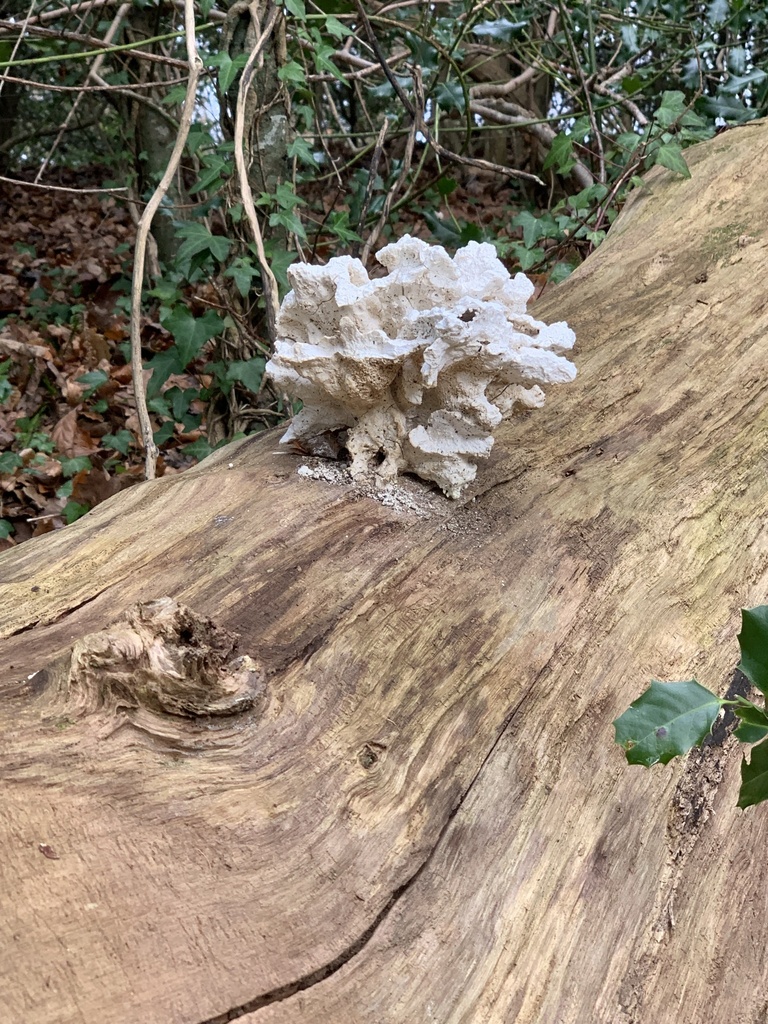 shelf fungi from Cornwall AONB, Lostwithiel, England, GB on 11 February ...