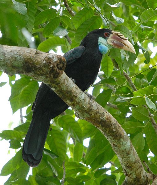 Rhyticeros everetti Rothschild, 1898