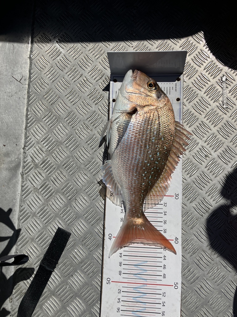 Australasian Snapper from Rauoterangi Channel, Wellington, NZ on ...