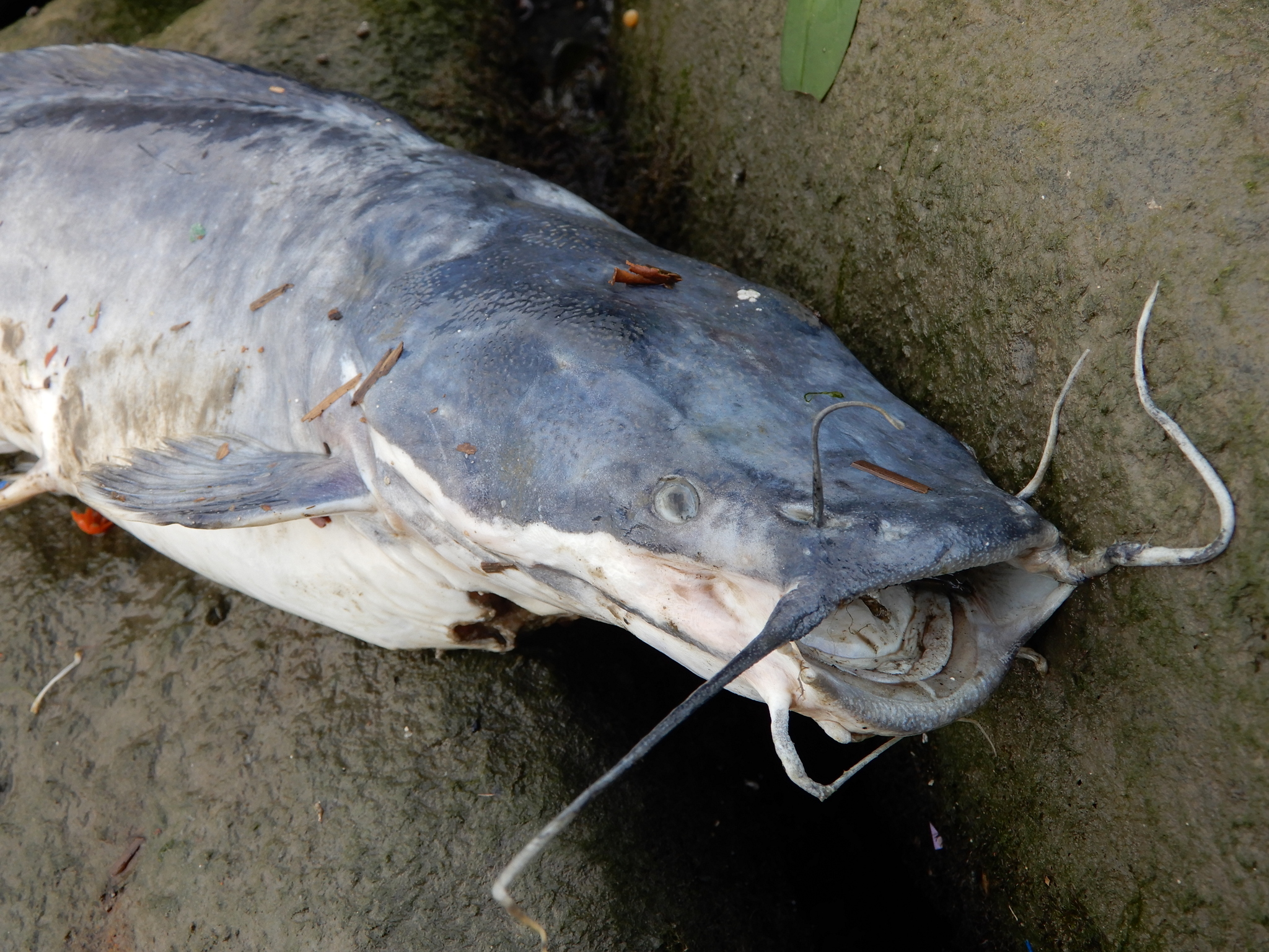 Clarias gariepinus (Burchell, 1822)