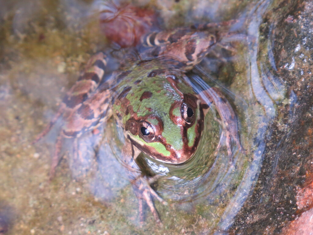 Sahara Frog from Siwa Oasis, Siwa, Matrouh Governorate, Egypt on ...