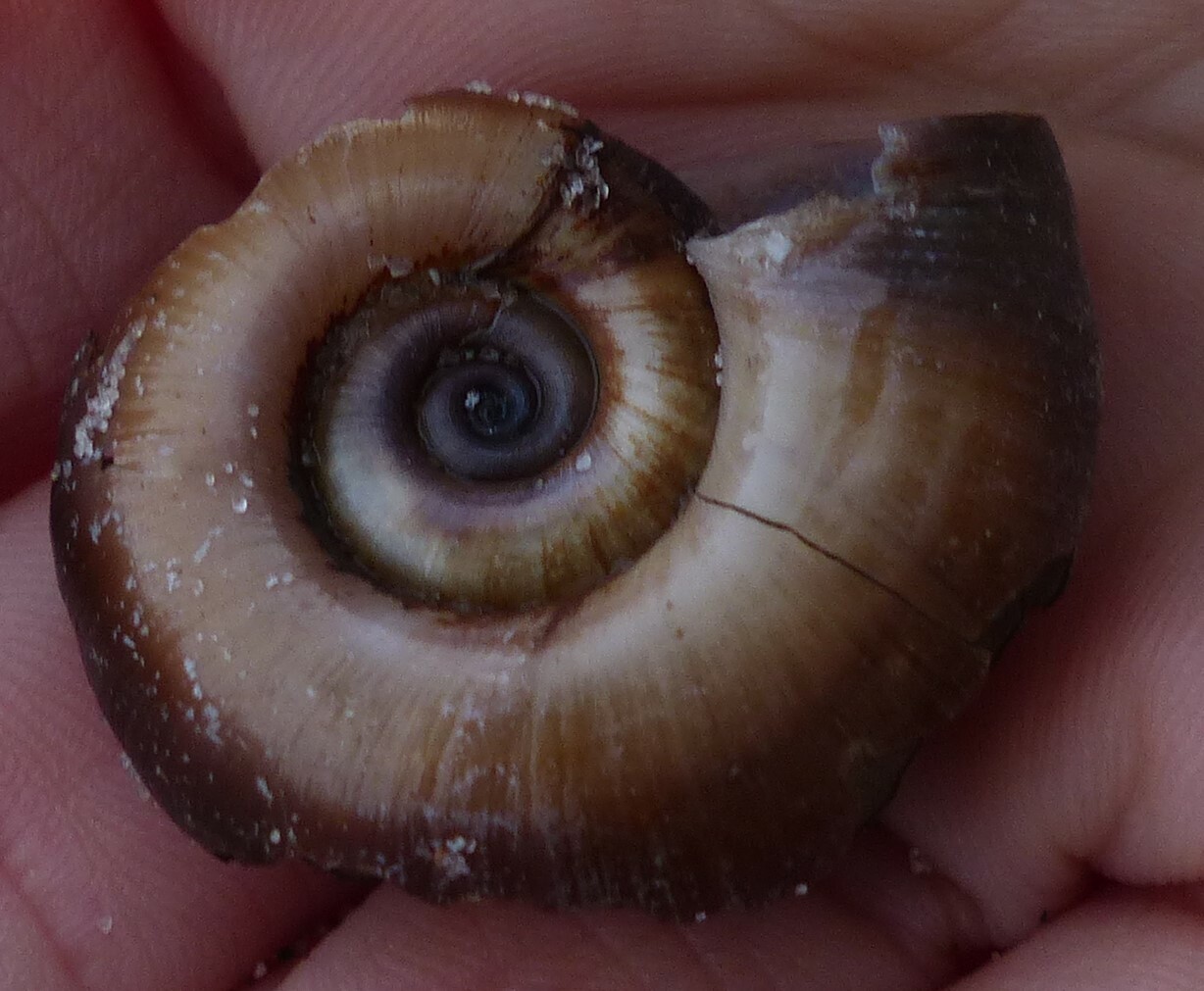 Planorbarius corneus (Linnaeus, 1758)