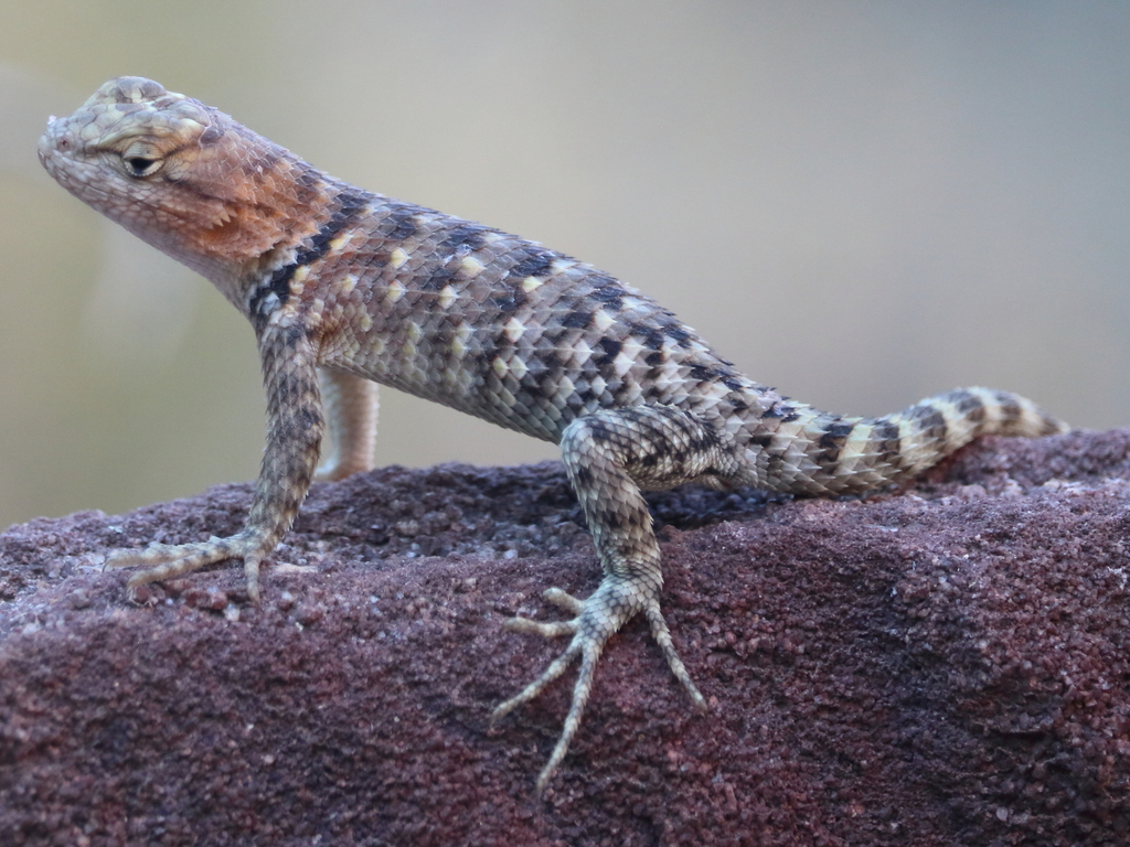Desert Spiny Lizard from Coconino County, AZ, USA on June 12, 2022 at ...