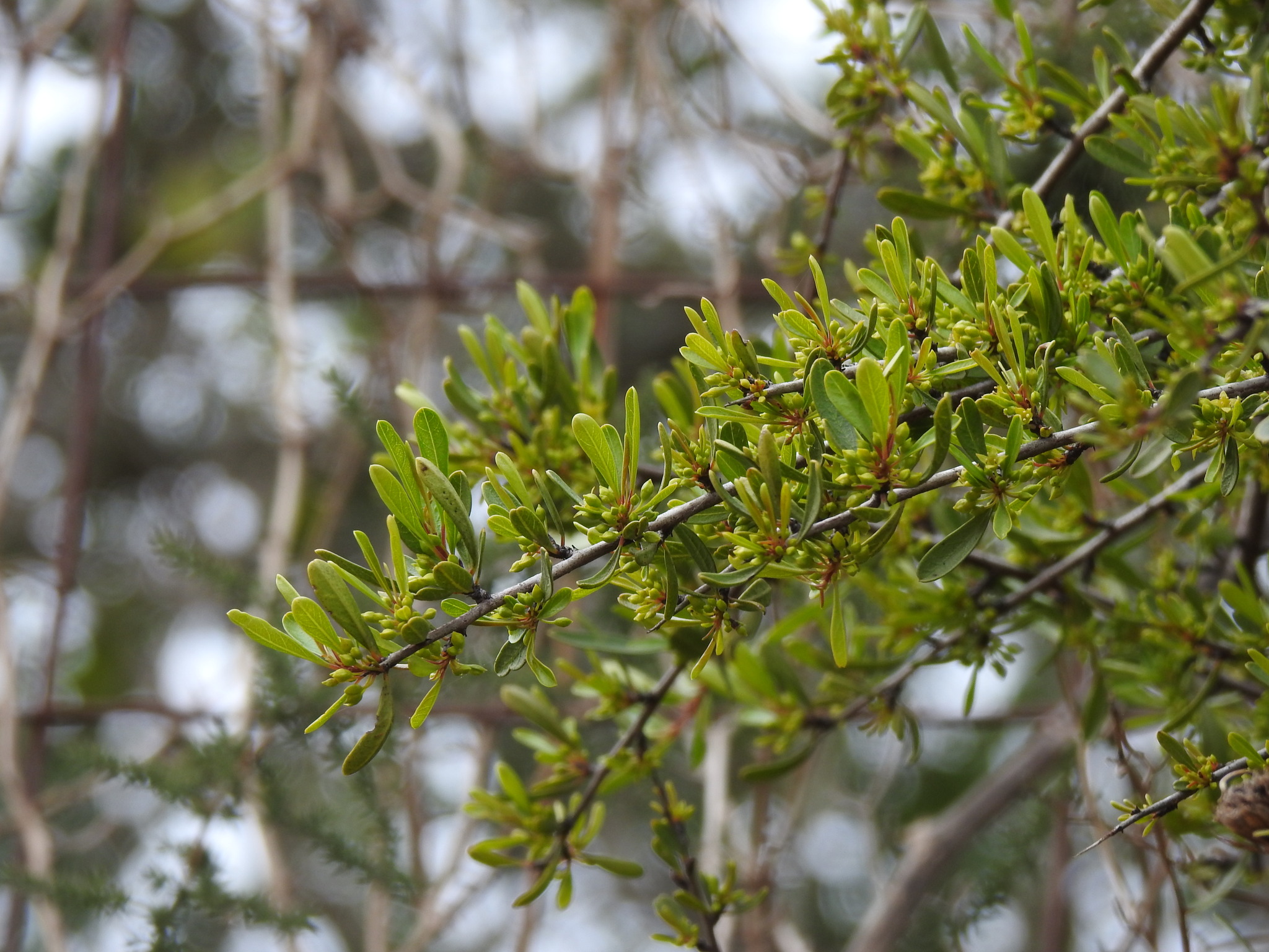 Rhamnus oleoides L.
