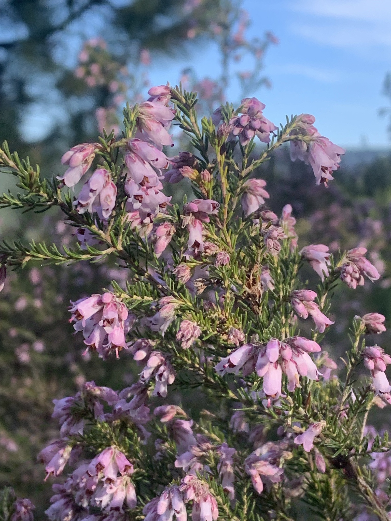 Erica australis L.