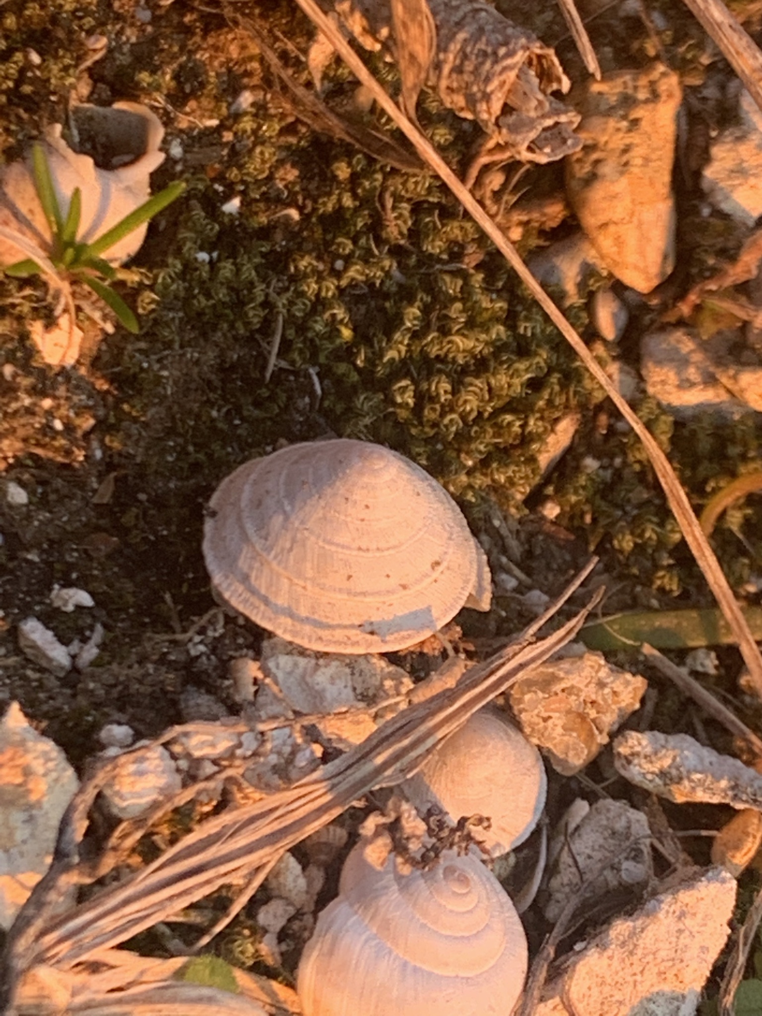 Trochoidea elegans (Gmelin, 1791)