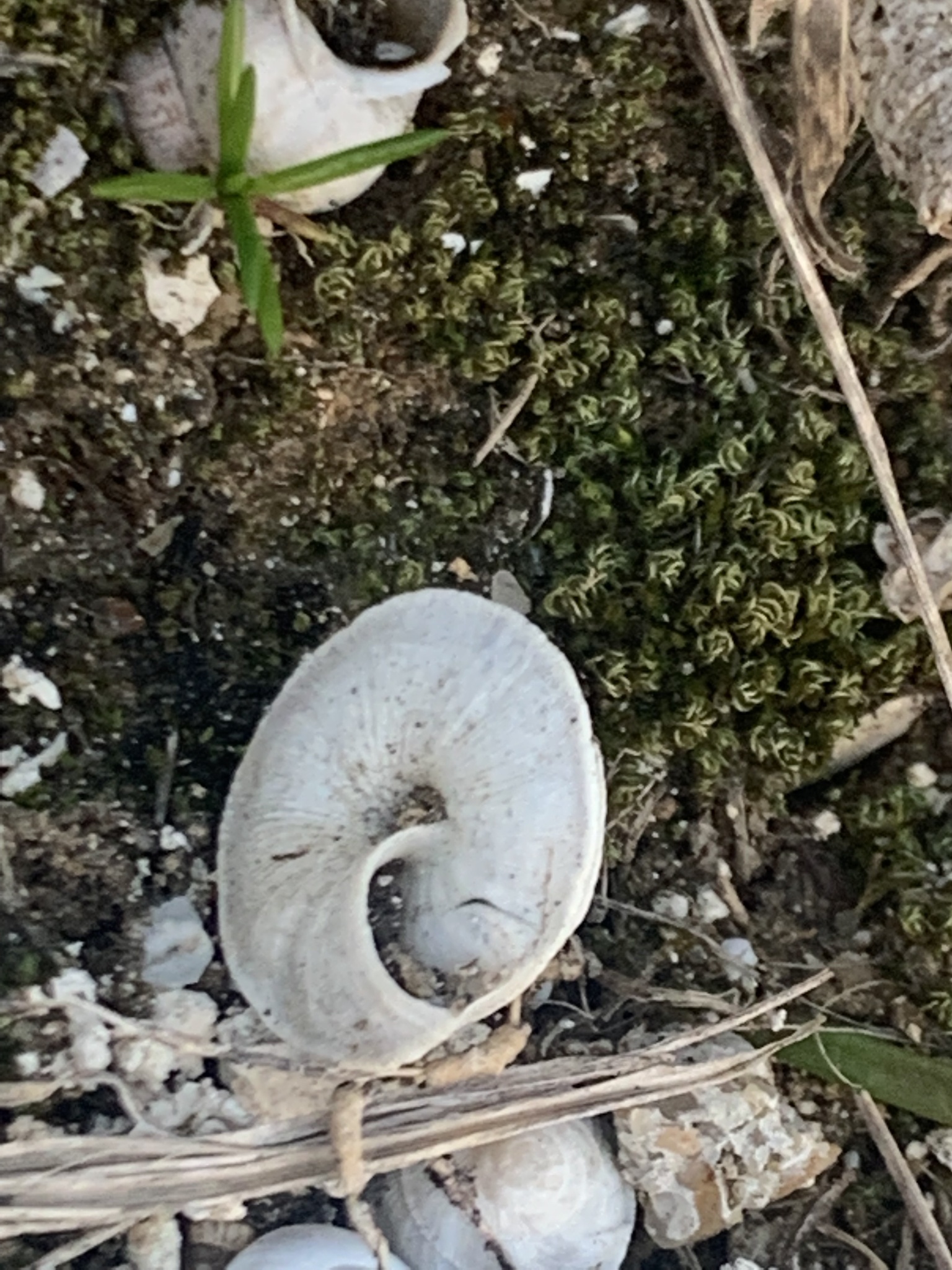 Trochoidea elegans (Gmelin, 1791)
