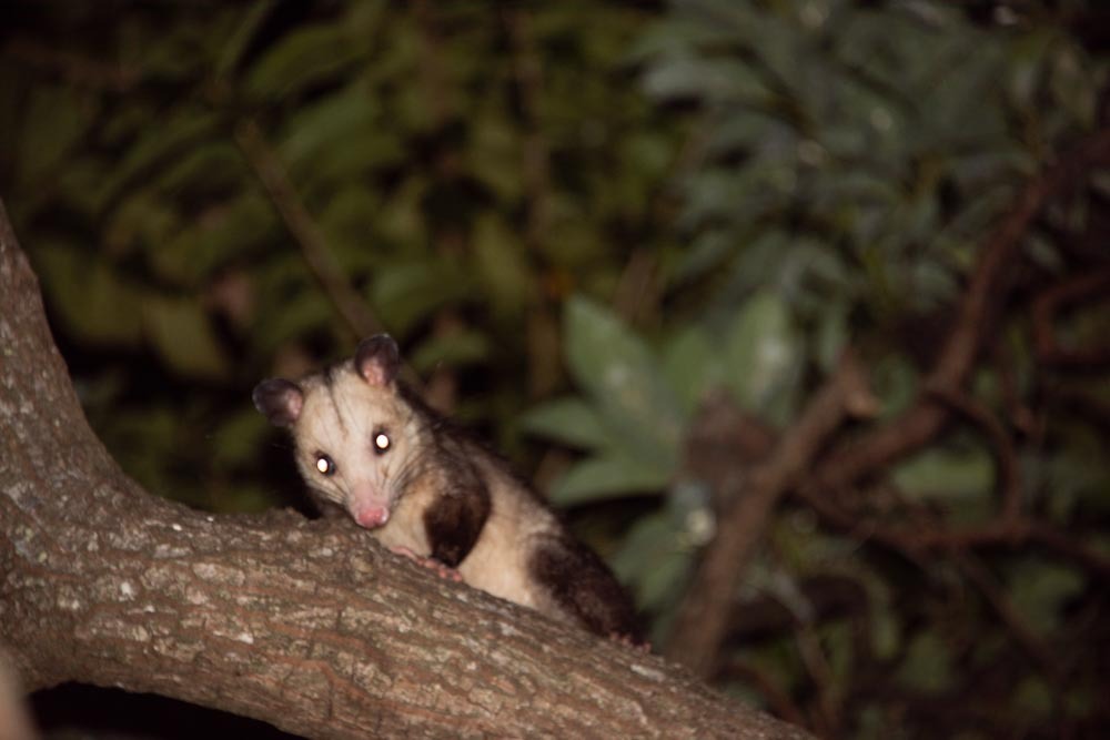 Didelphis marsupialis Linnaeus, 1758