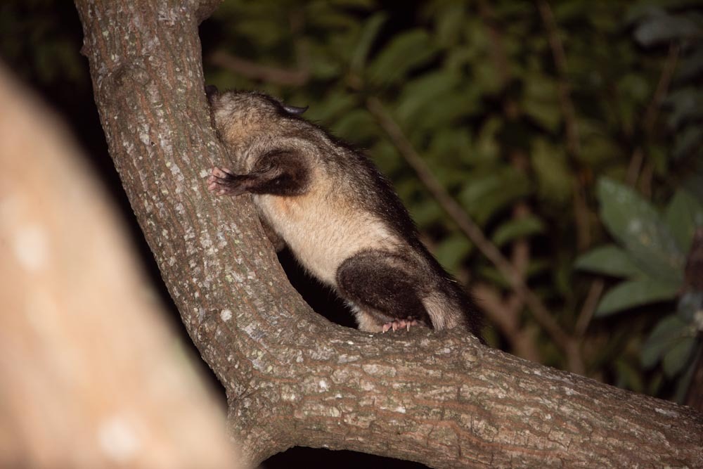 Didelphis marsupialis Linnaeus, 1758