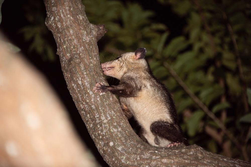 Didelphis marsupialis Linnaeus, 1758
