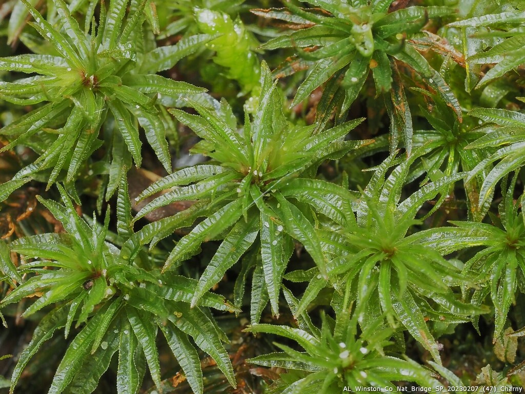Wavy Starburst Moss (Atrichum altecristatum) - Botanical Realm
