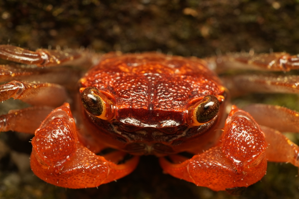 Geosesarma peraccae from Mandai Rd Track 7, Singapore on August 16 ...