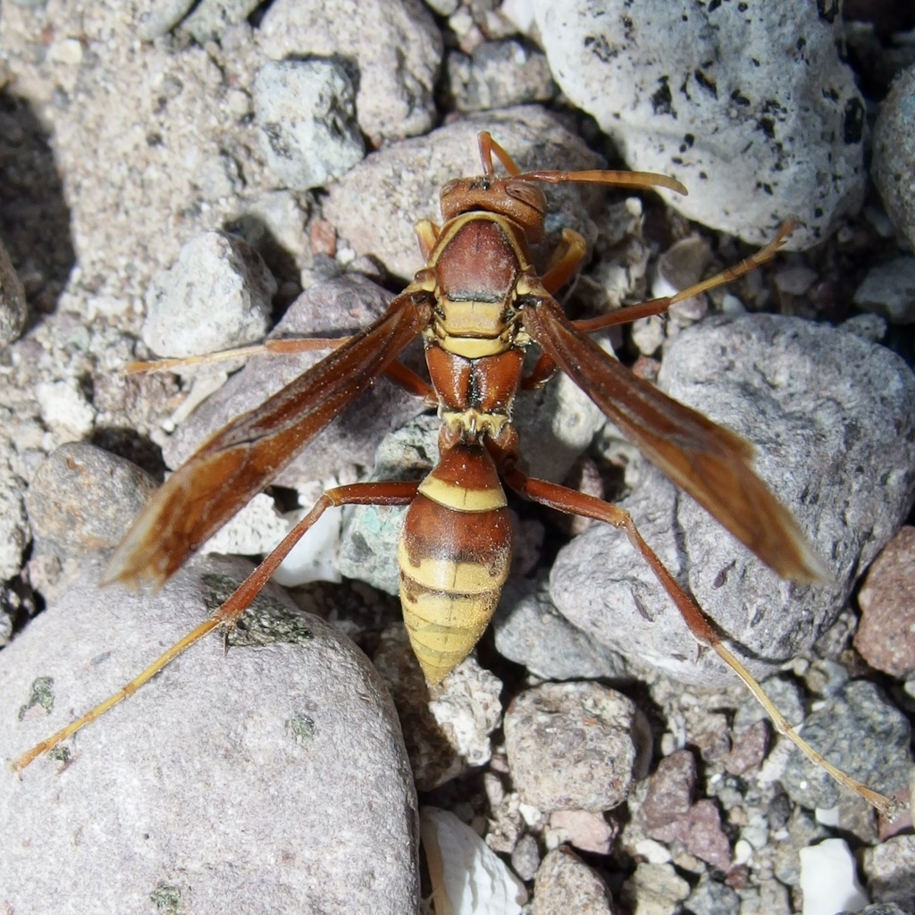Palm Paper Wasp from Loreto Municipality, BCS, Mexico on January 16 ...