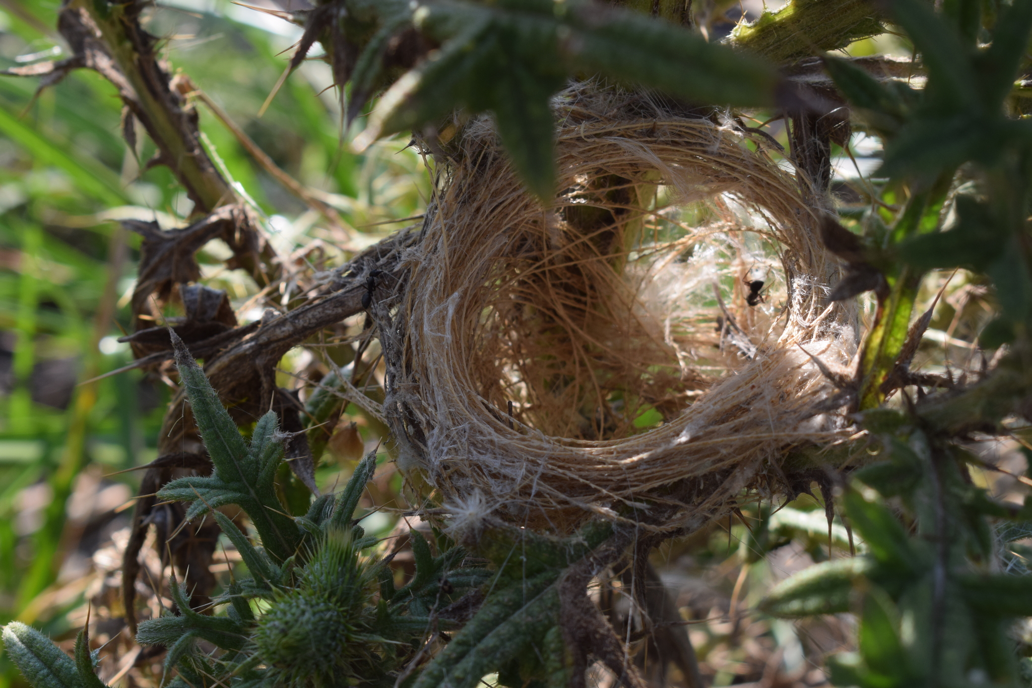 Sporophila ruficollis Cabanis, 1851