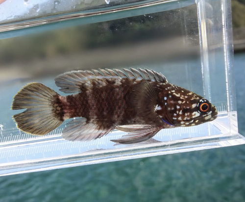 Nakahara's longfin (Plesiops nakaharae) · iNaturalist