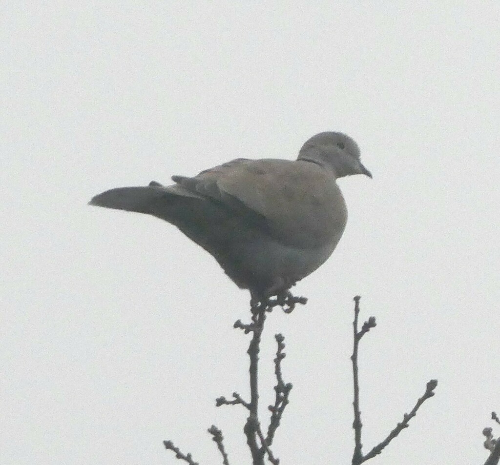 Eurasian Collared-Dove from Bentfeld, 33129 Delbrück, Germany on ...