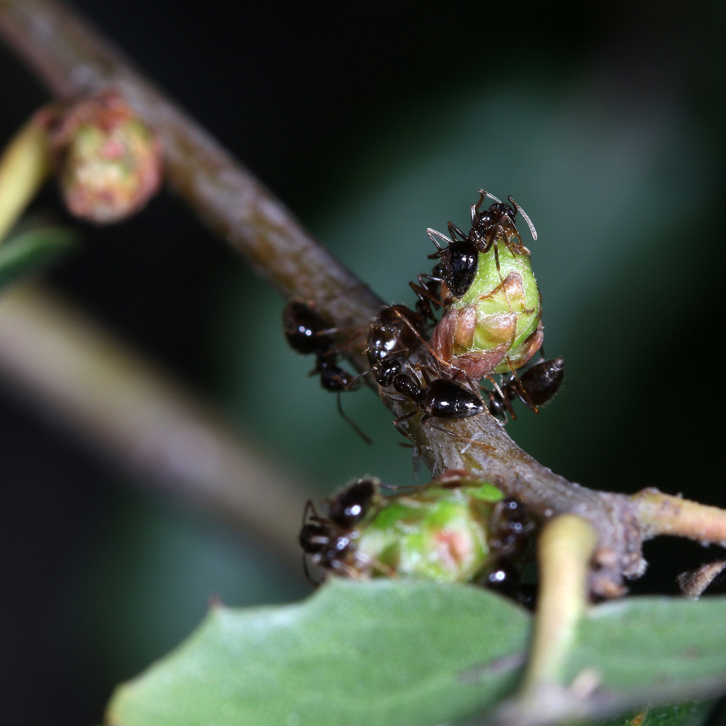 American Winter Ant from South San Jose, San Jose, CA, USA on February ...