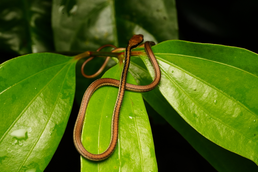 Painted Bronzeback from Central Water Catchment, Singapore on November ...
