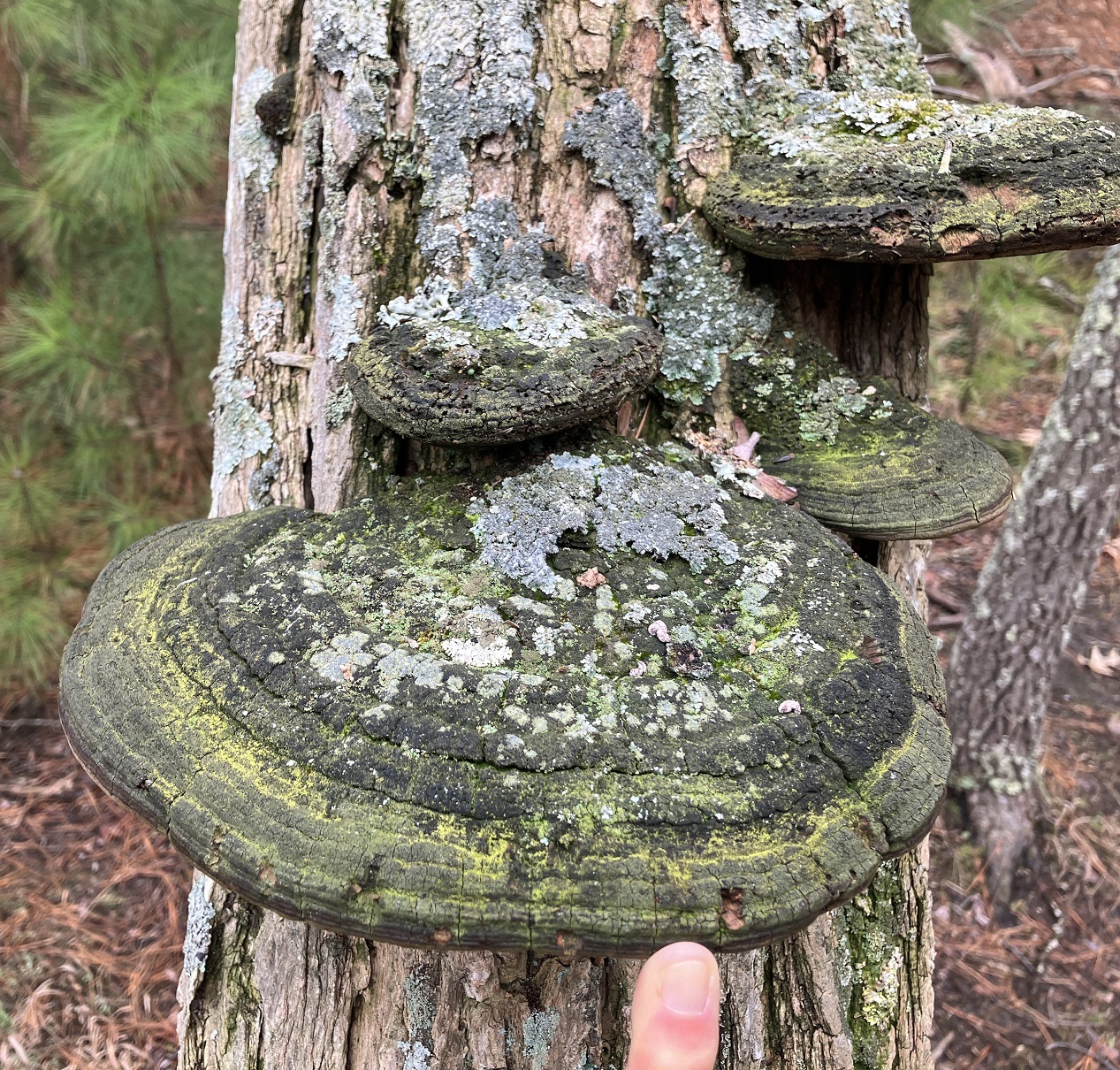 Phellinus robiniae (Murrill) A.Ames