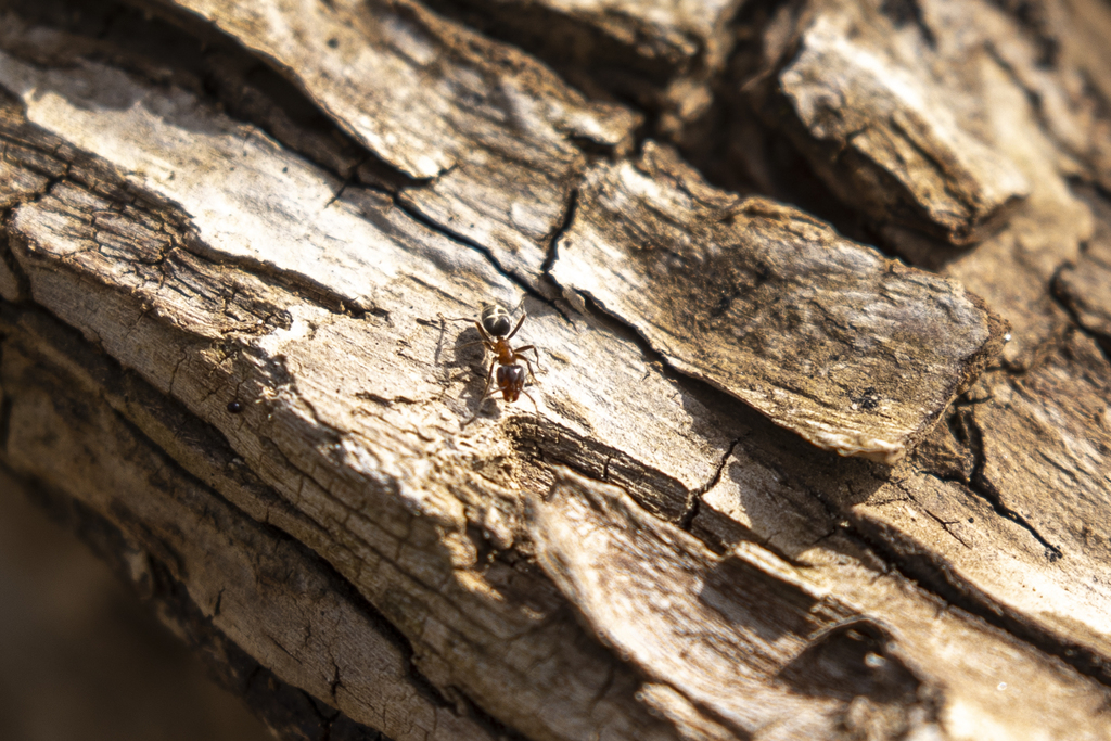 Western Velvety Tree Ant from Mariposa County, CA, USA on February 10 ...
