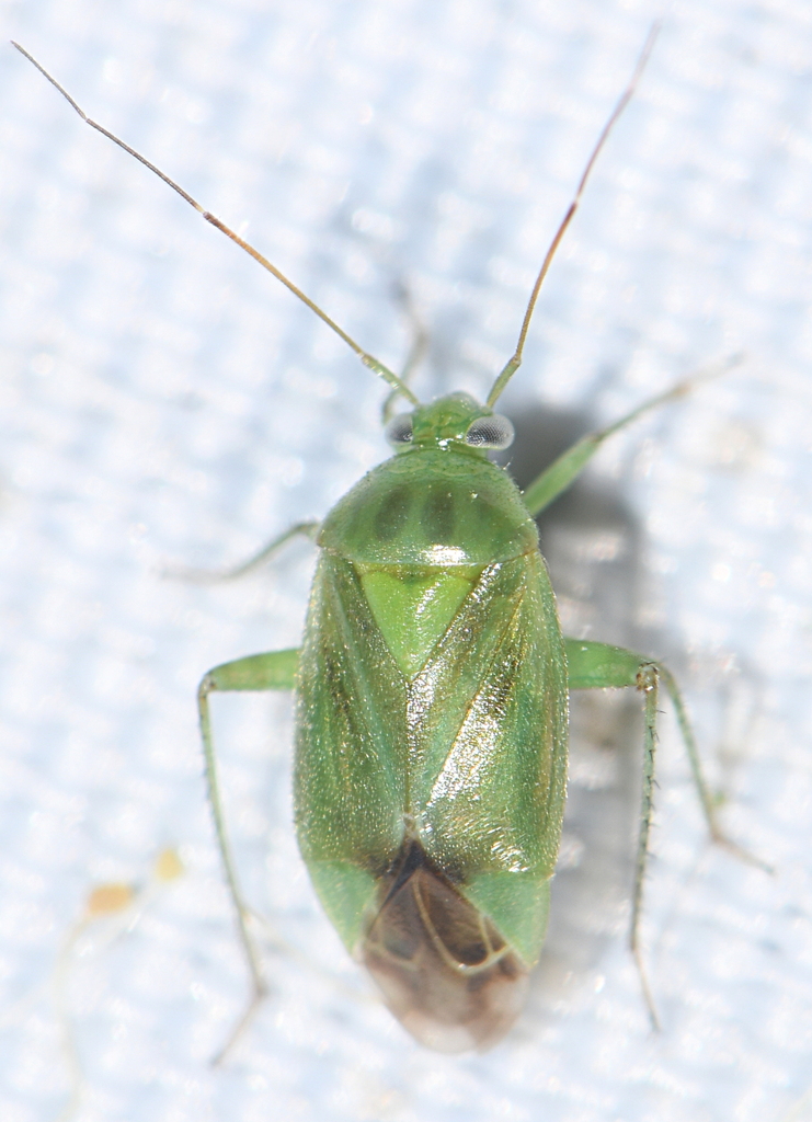 Apolygus lucorum from 73220 Saint-Alban-d'Hurtières, France on July 28 ...