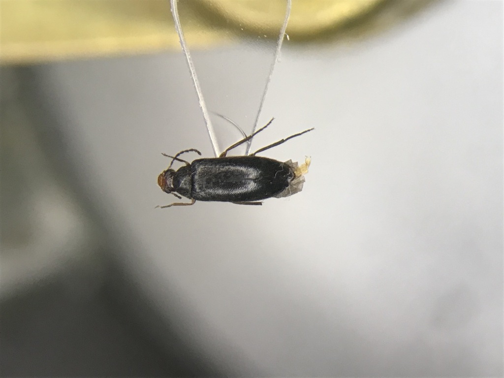 Symphora rugosa from Capitale-Nationale, QC, Canada on June 24, 2022 at ...