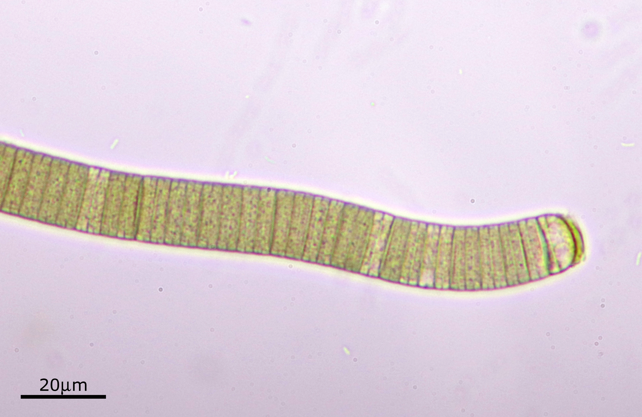 Oscillatoria Bacteria