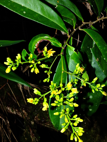 Ouratea leblondii · iNaturalist