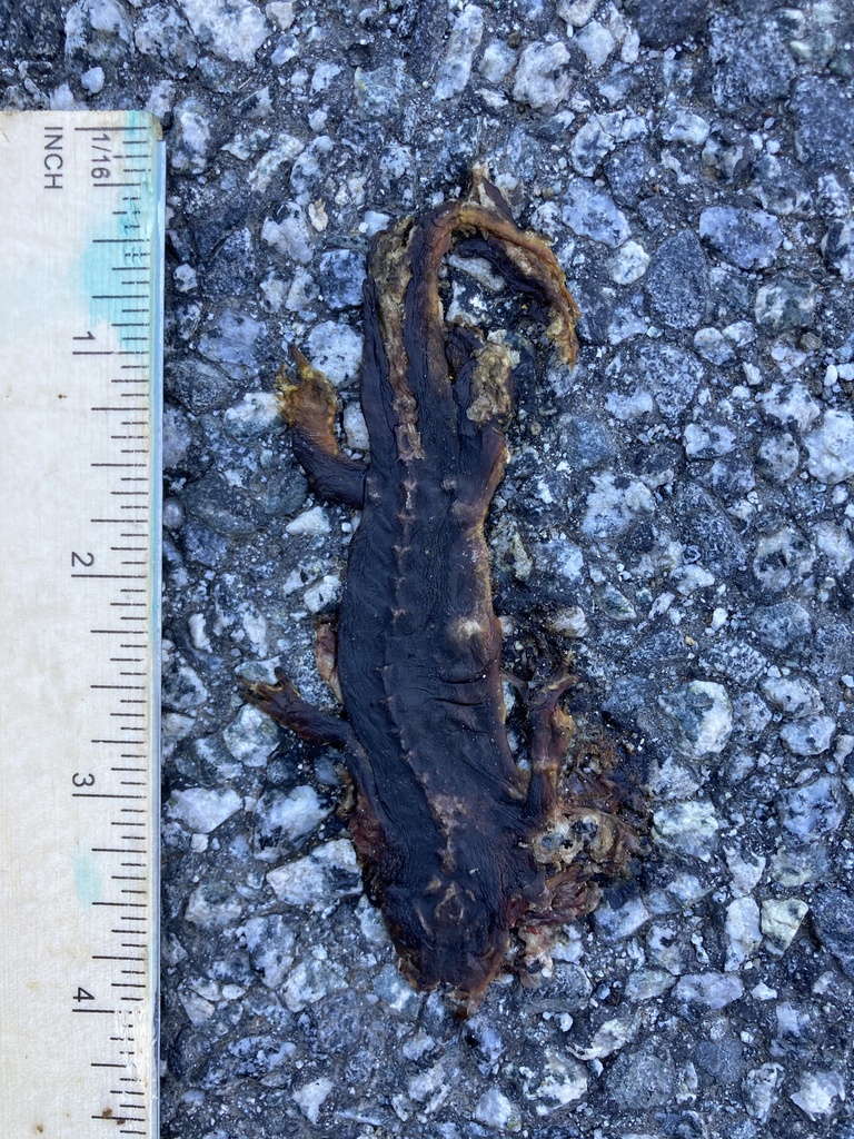 Pacific Newts from Santa Clara County, CA, USA on February 10, 2023 at ...
