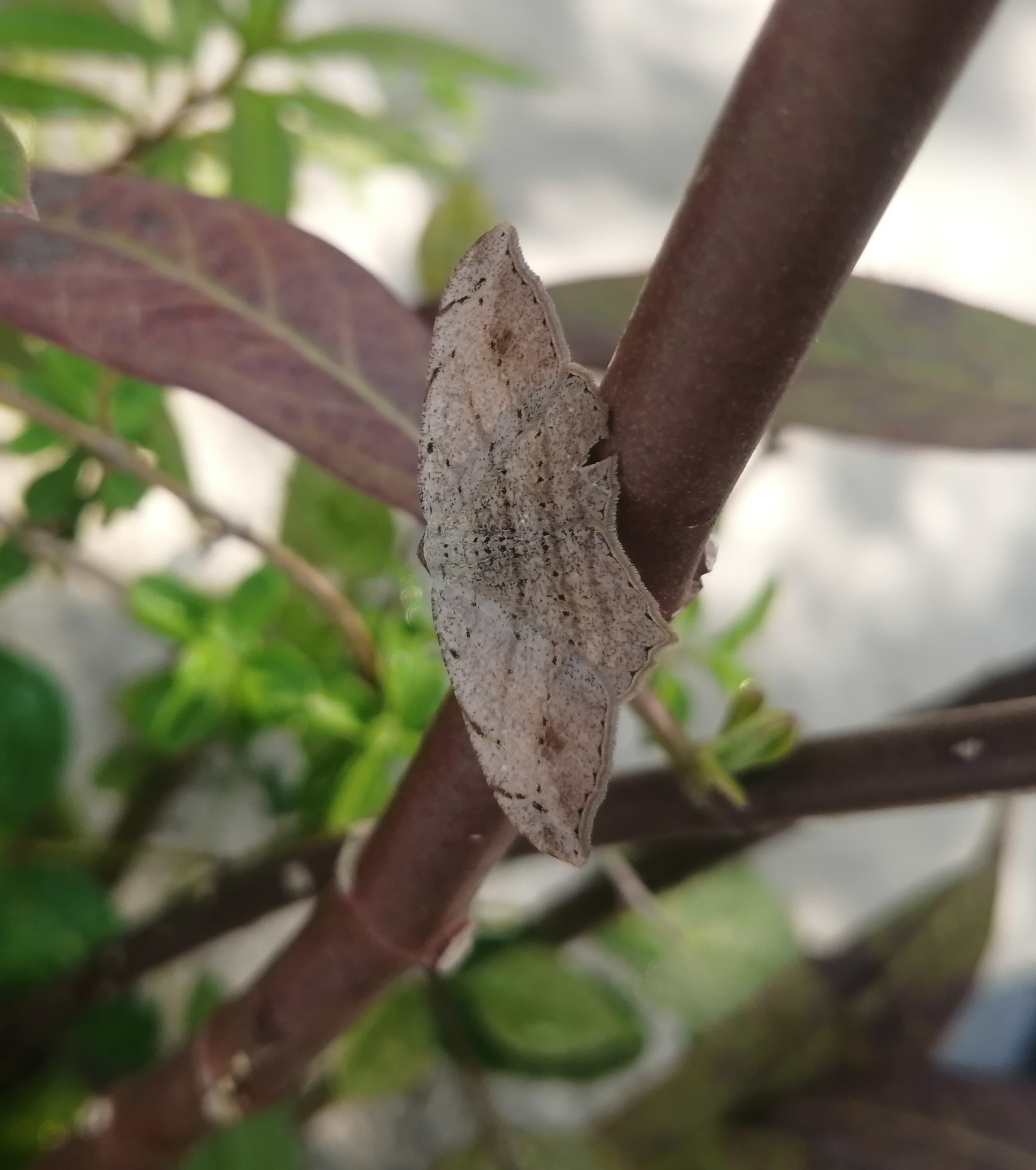 Macaria abydata Guenée