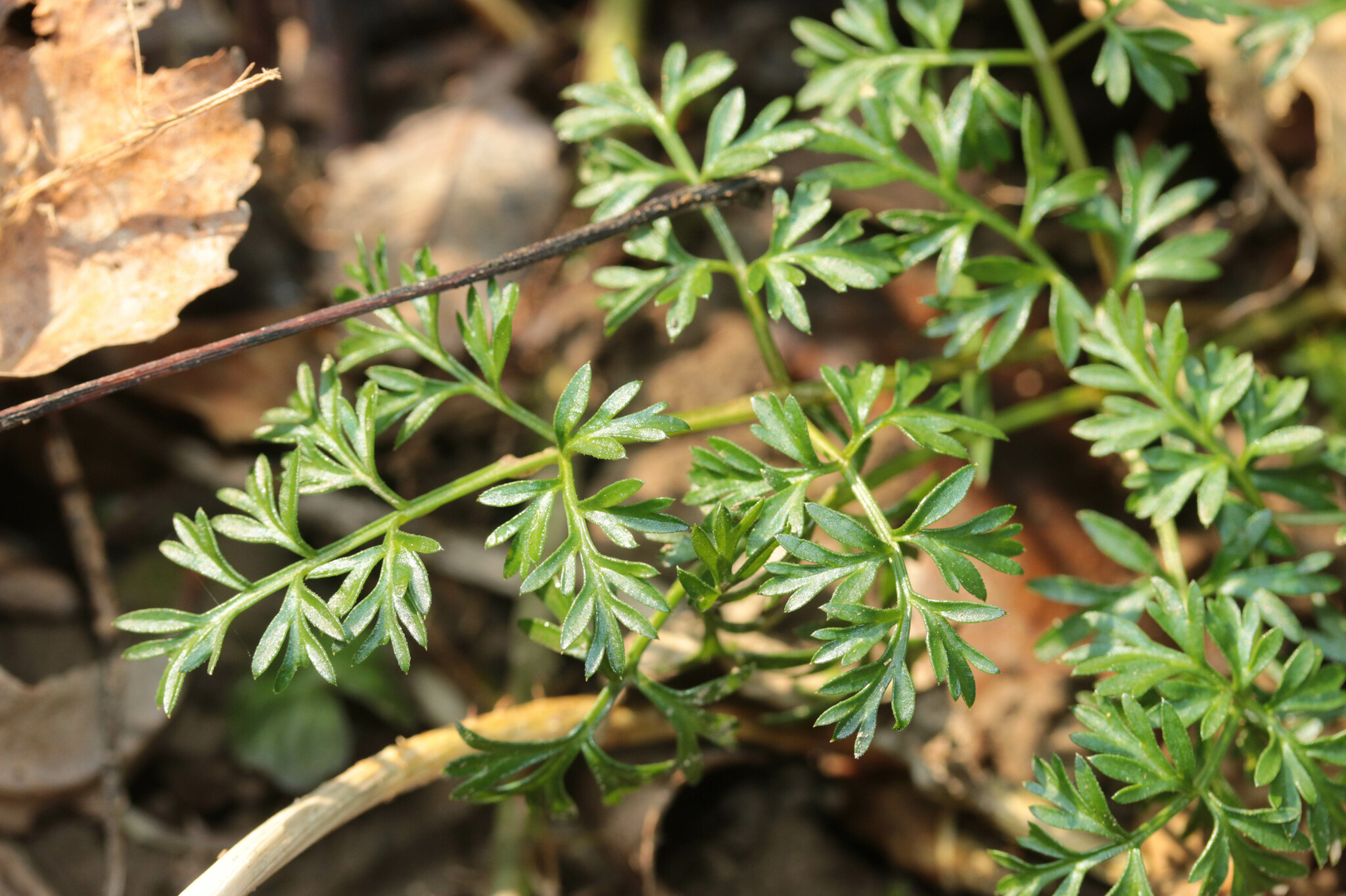 Conopodium majus (Gouan) Loret