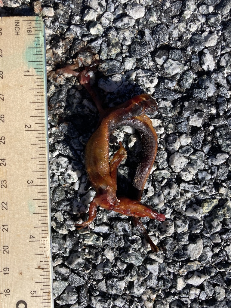 Pacific Newts from Lexington Reservoir County Park, Santa Clara ...