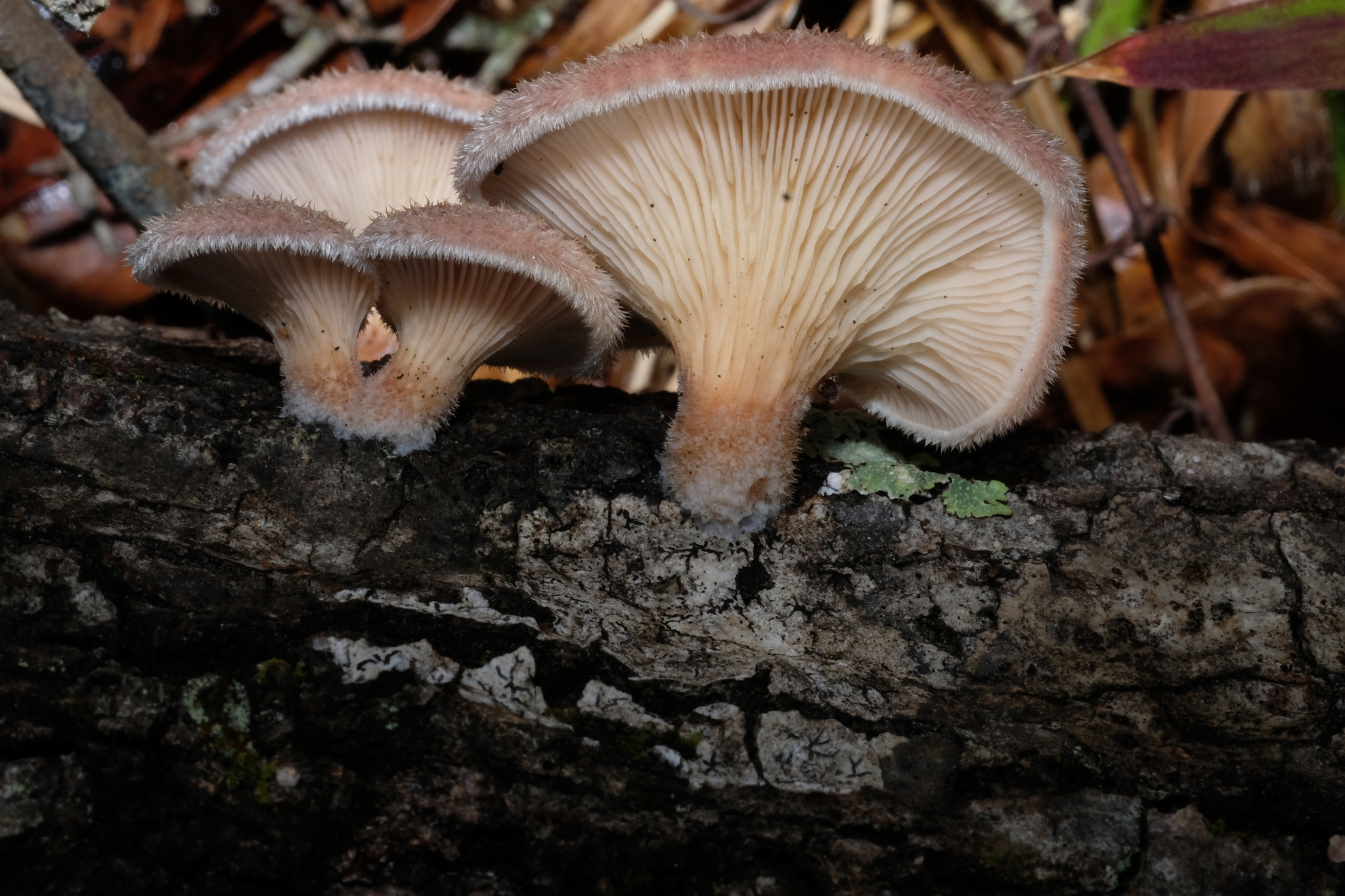 Panus neostrigosus Drechsler-Santos & Wartchow