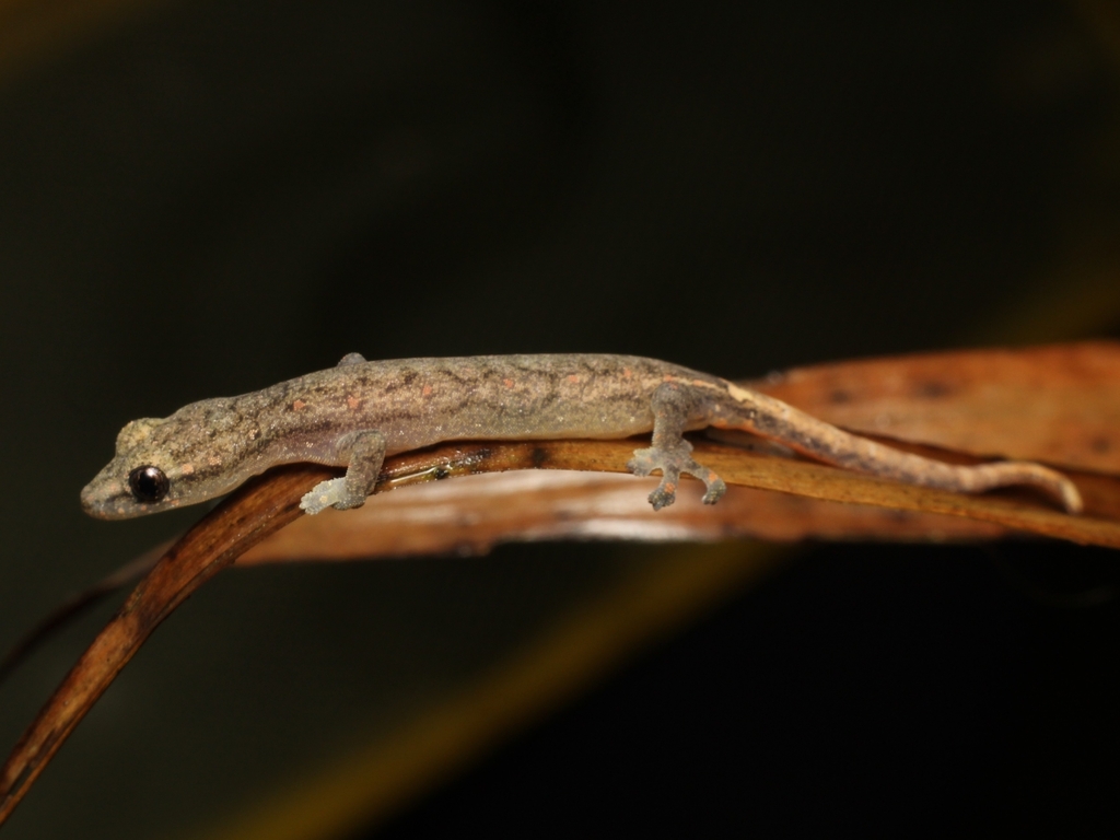 Indo-Pacific Slender Gecko in February 2023 by A. Restu Dwikelana ...