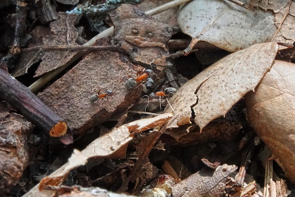 Western Velvety Tree Ant from Hobbs Rd, Henry Coe State Park, Santa ...