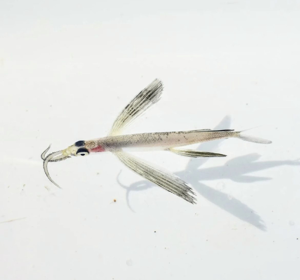 Cypselurus from Kaminokae, Kochi, JP on January 8, 2023 at 05:10 AM by ...